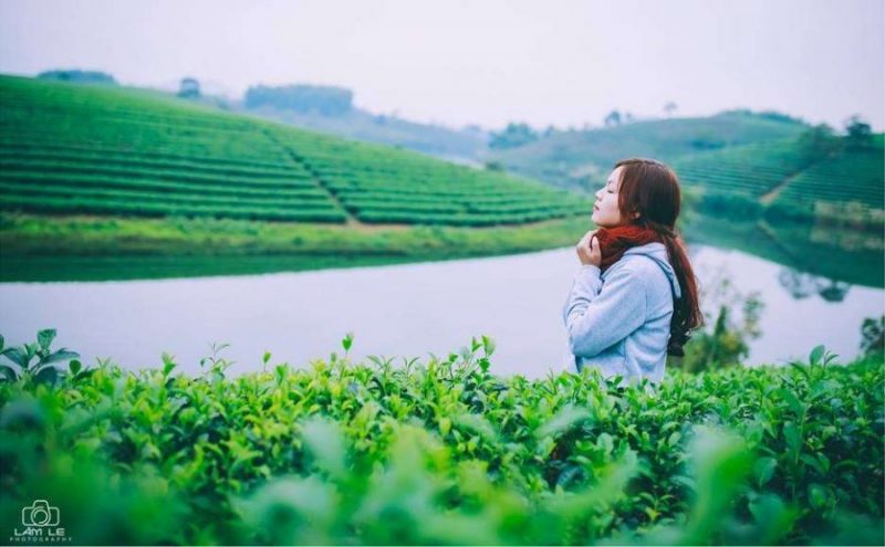 Kinh nghiệm đi đồi chè Cầu Đất Đà Lạt | Điểm sống ảo lý tưởng 2020 – MOTOGO